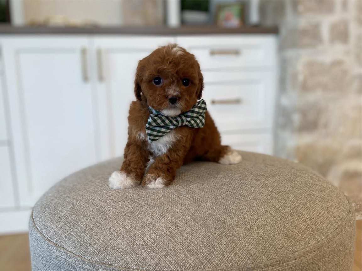 Puppy Training 101: 10 Easy Tips for a Well-Behaved Pup