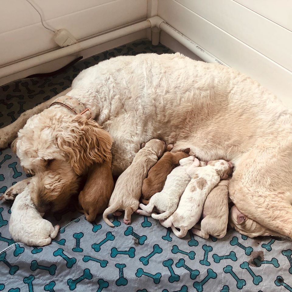Puppies - Lady Paws Puppies
