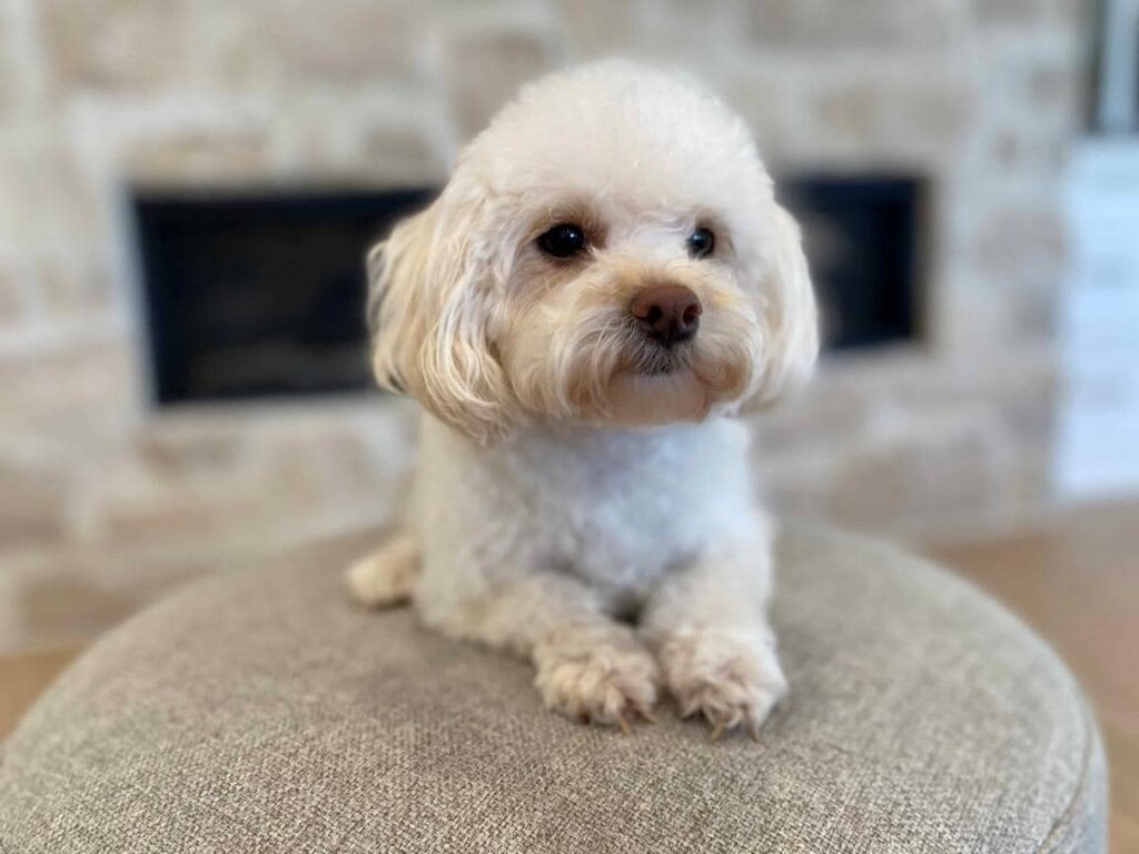 Free Puppy in Utah, Lady Paws Guardian Home Program