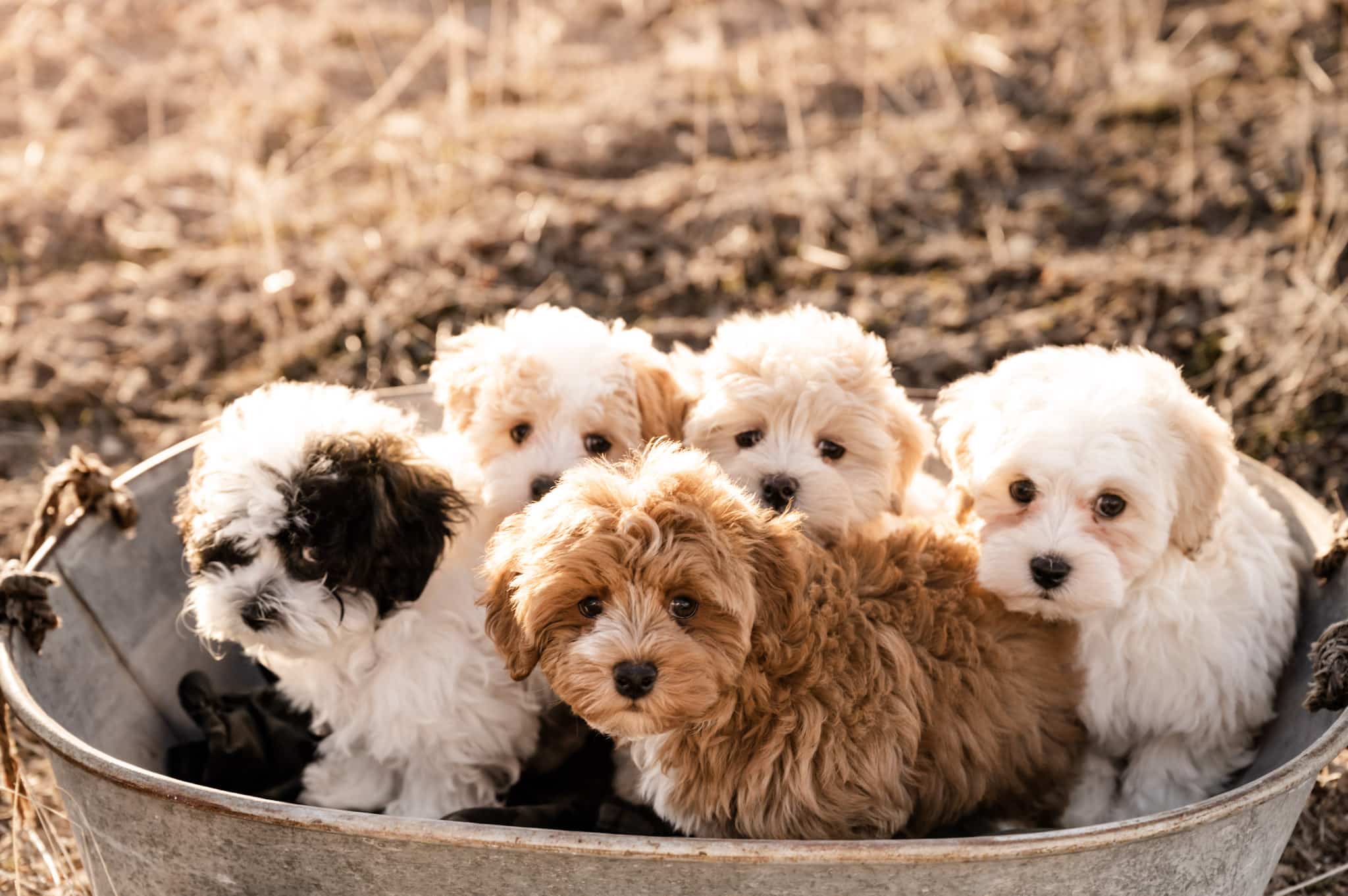 What Is a Havapoo? Discover the Adorable Havanese-Poodle Mix