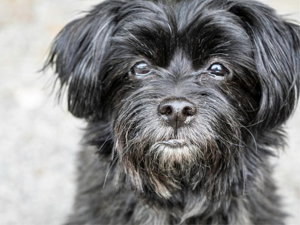 Florida Havapoo Puppies for Sale - Cute, Hypoallergenic Dogs 🥰