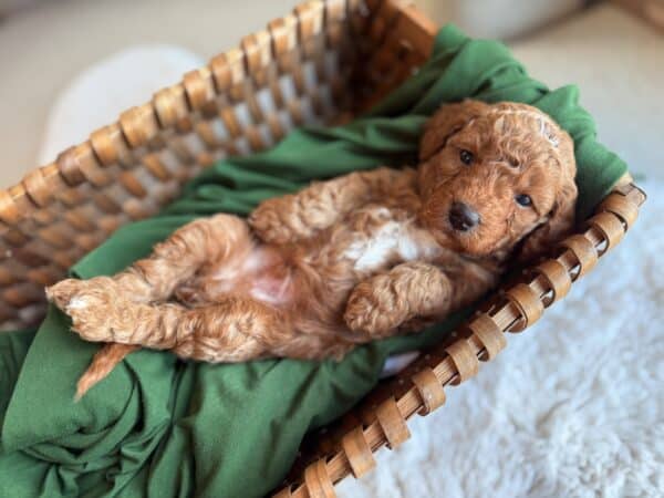 Lady Paws Puppies – Ethical, Lovingly Raised Puppies! 🐾 ️