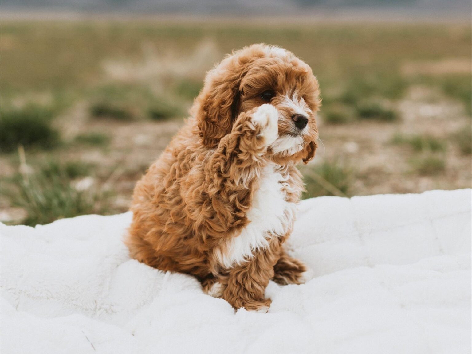 Lady Paws Puppies – Ethical, Lovingly Raised Puppies! 🐾 ️