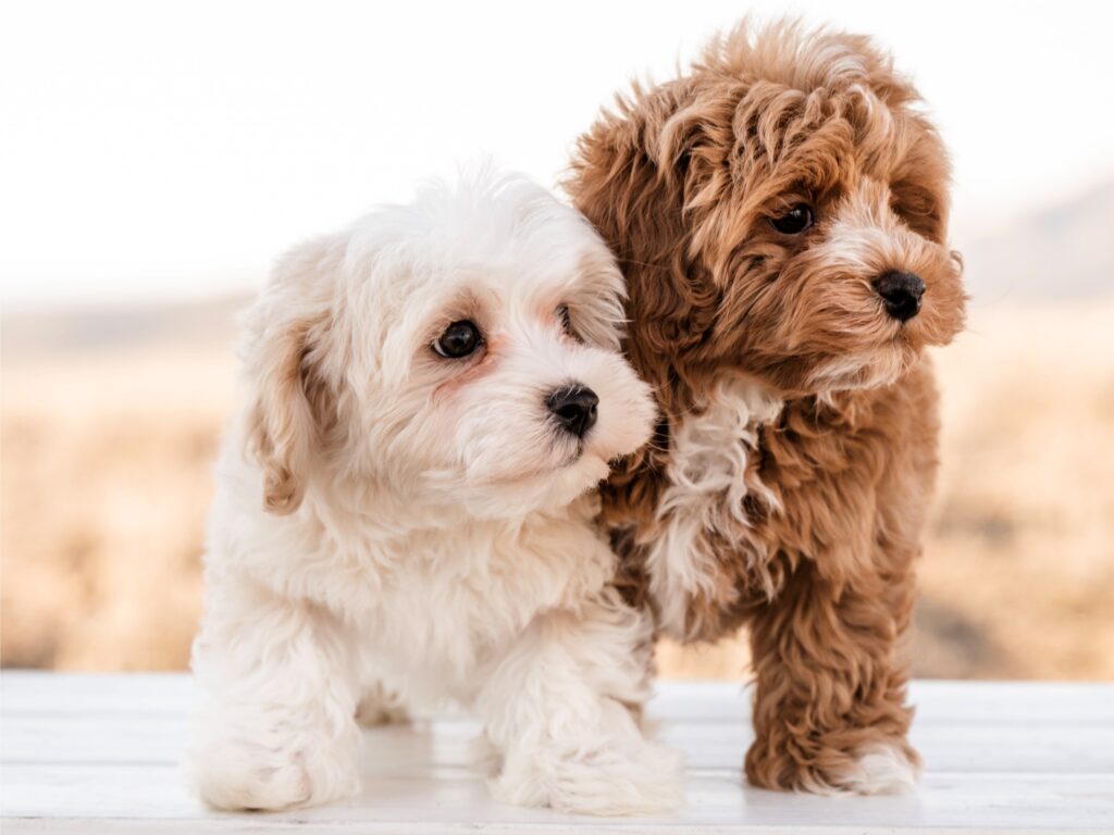 What Breeds Make Up a Havapoo? Learn About Their Parent Breeds