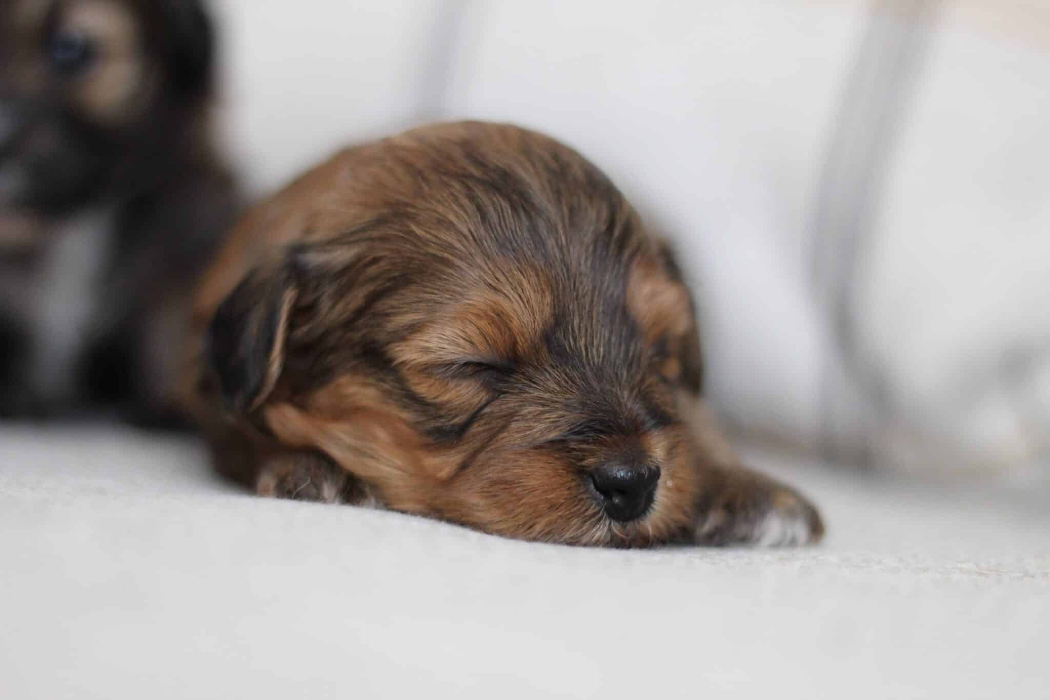 Why the Havanese breed is the best small dog breed in Berkeley city ...