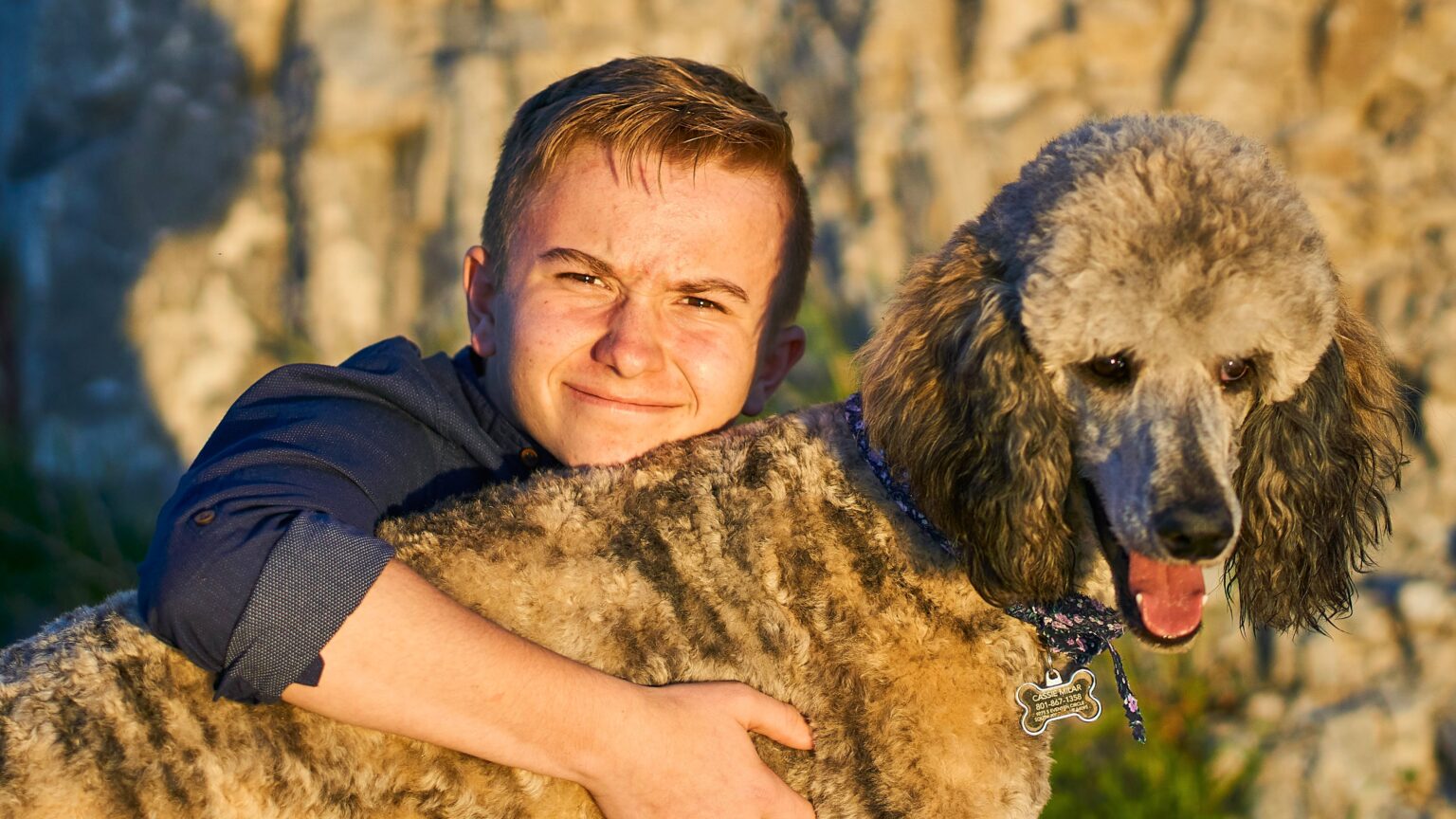 Why the Havanese breed is the best small dog breed in Thousand Oaks ...