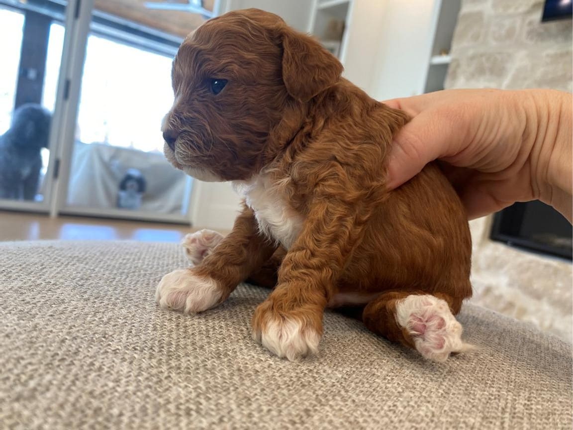 Red Tuxedo Cavapoo Yorkie Doodle