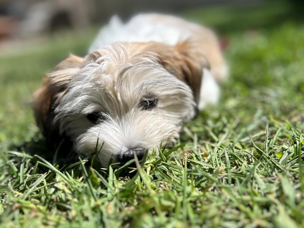 North Carolina Havapoo Puppies for Sale - Cute, Hypoallergenic Dogs 🥰