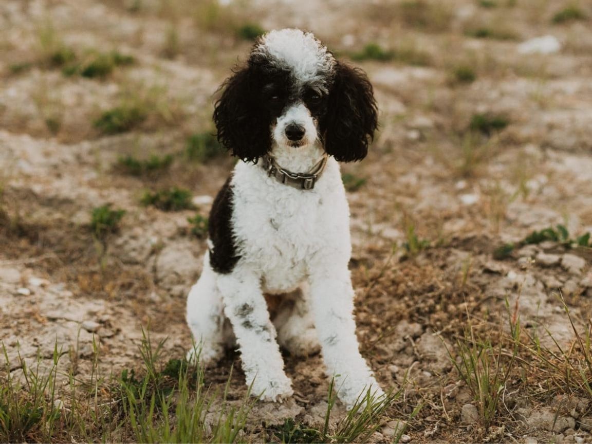 Havapoo Puppies For Sale in Ontario 😍 SO CUTE!!! 🥰