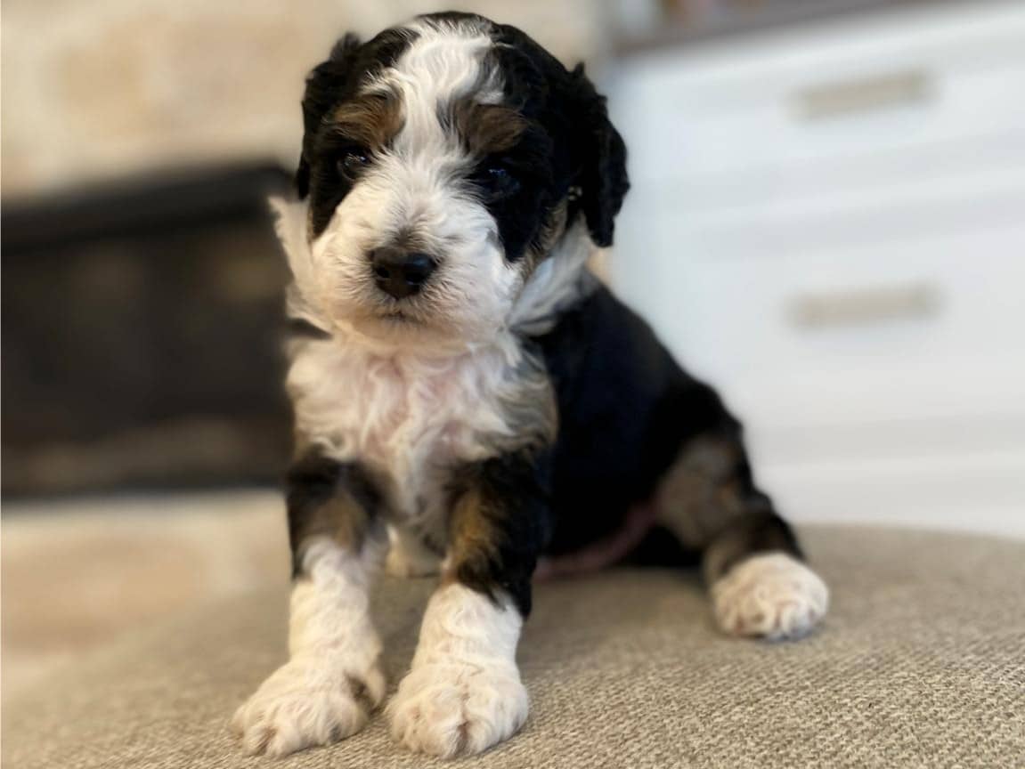 🥰 Sweet Bernedoodles for Sale in Iowa 😍