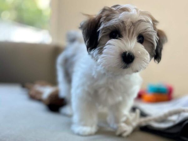 What Is a Havapoo? Discover the Adorable Havanese-Poodle Mix