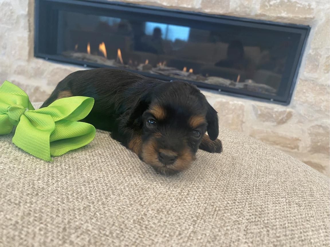 What Is a Havapoo? Discover the Adorable Havanese-Poodle Mix