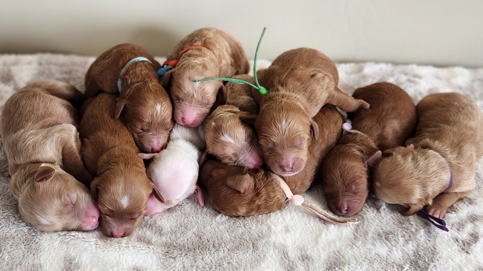 Bringing Home Your Lady Paws Puppy: A Step-by-Step Guide