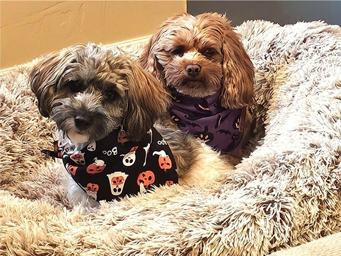 Havanese Breed Spotlight: 10 Fun Facts & Care Tips for This Cuddly ...