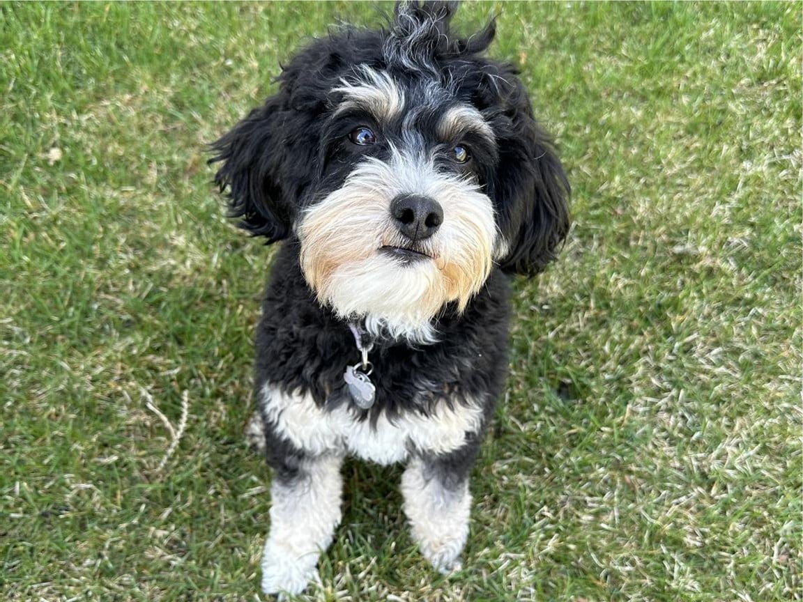 Bailey: Beautiful Tri Multigen 14lb Bernedoodle Lady Paws Lady
