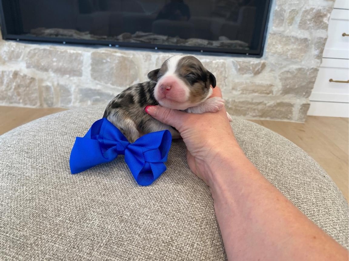 Tri-Color Merle Tuxedo Multigeneration Bernedoodle Puppy for Sale in ...