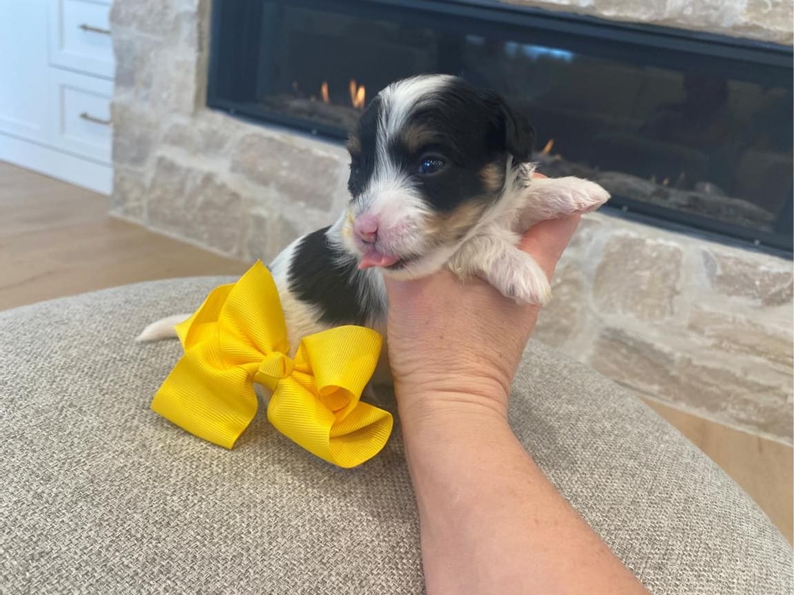 What Is a Havapoo? Discover the Adorable Havanese-Poodle Mix