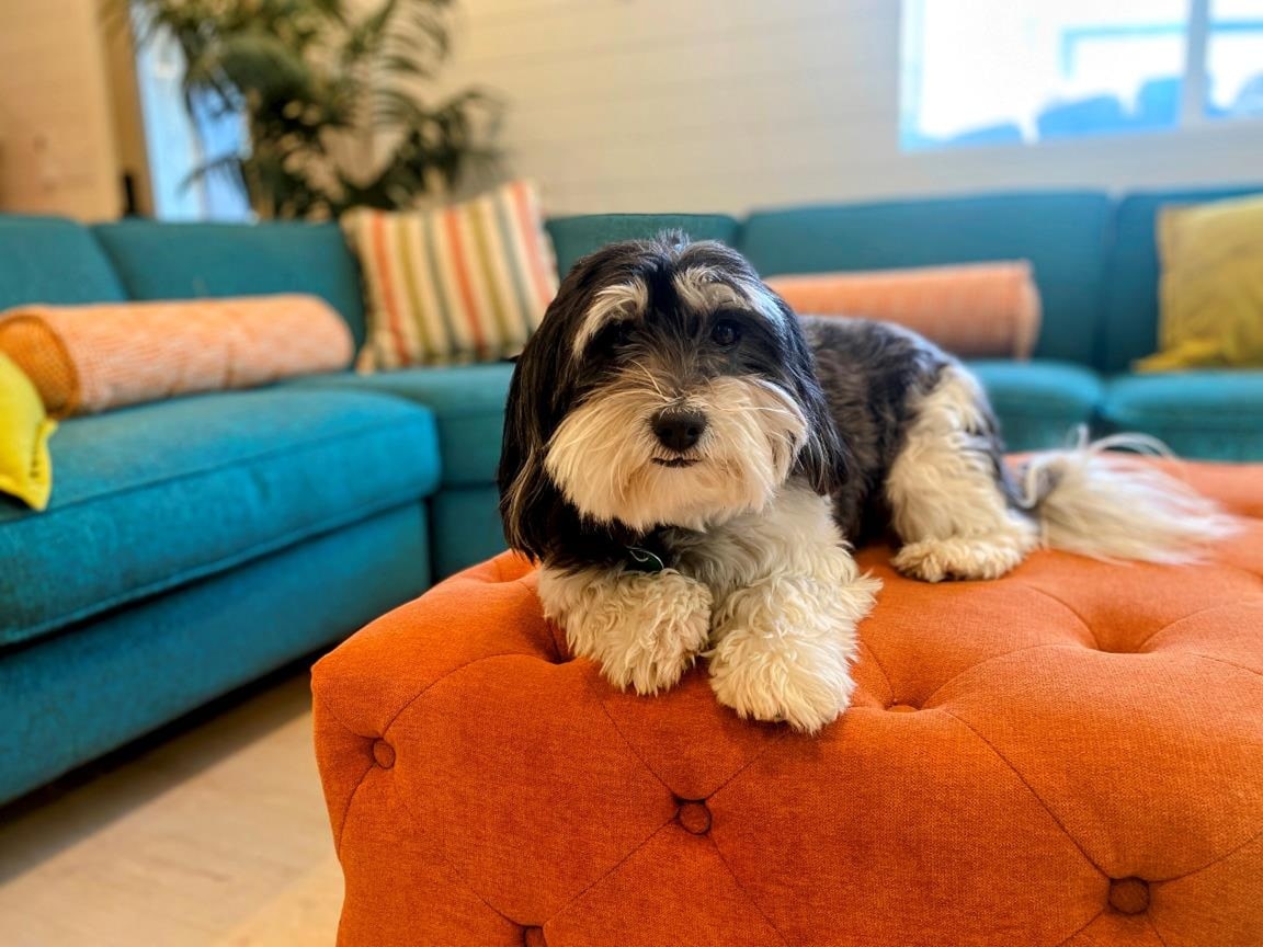 Cute, Adorable Havanese Puppies for Sale | Lady Paws Puppies
