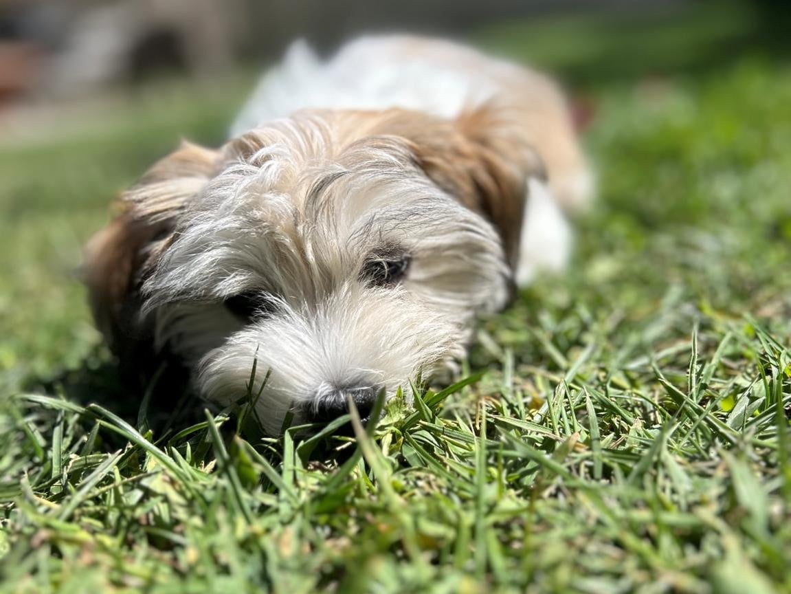 Havapoo Puppies For Sale in Ontario 😍 SO CUTE!!! 🥰