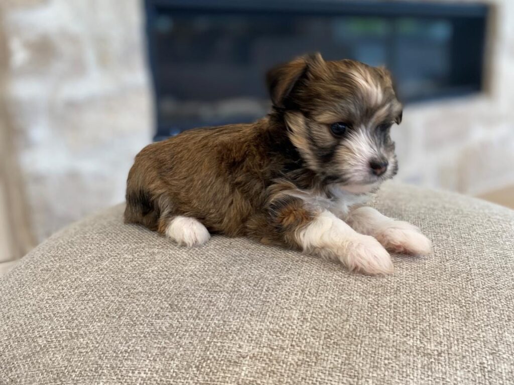 Oregon Havapoo Puppies for Sale - Cute, Hypoallergenic Dogs 🥰