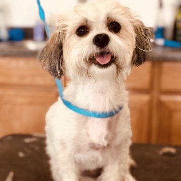 Havapoos - Lady Paws Puppies