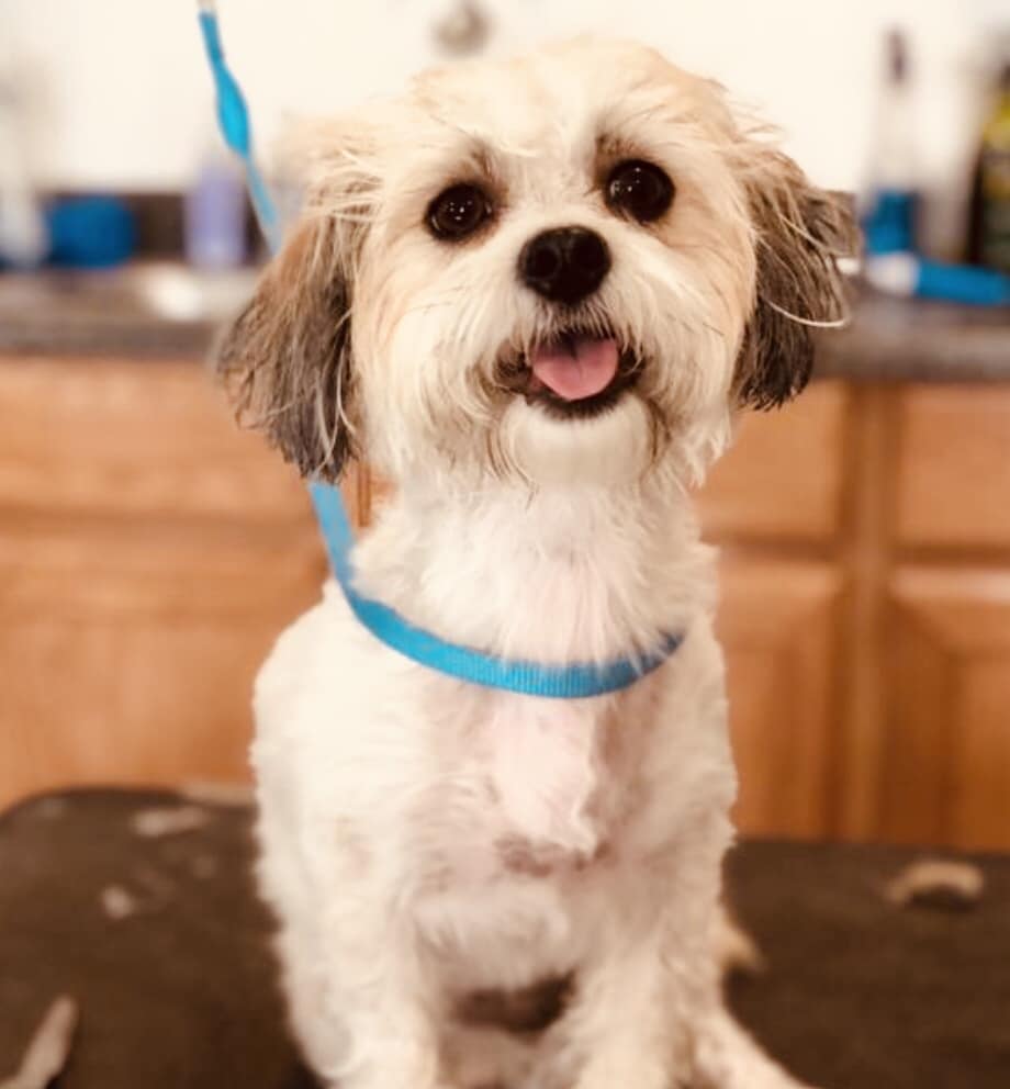 Havapoos - Lady Paws Puppies