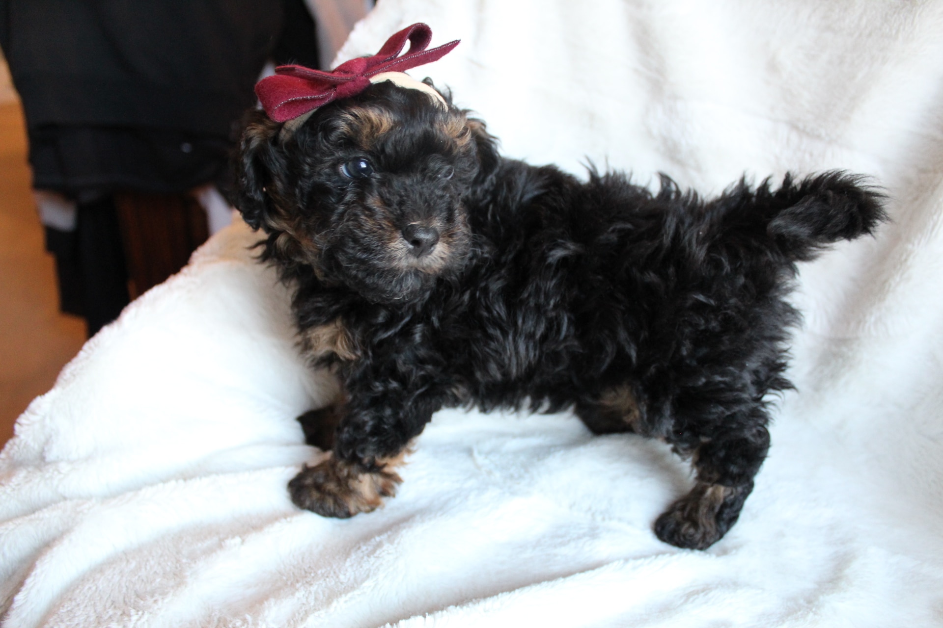 Havapoos - Lady Paws Puppies