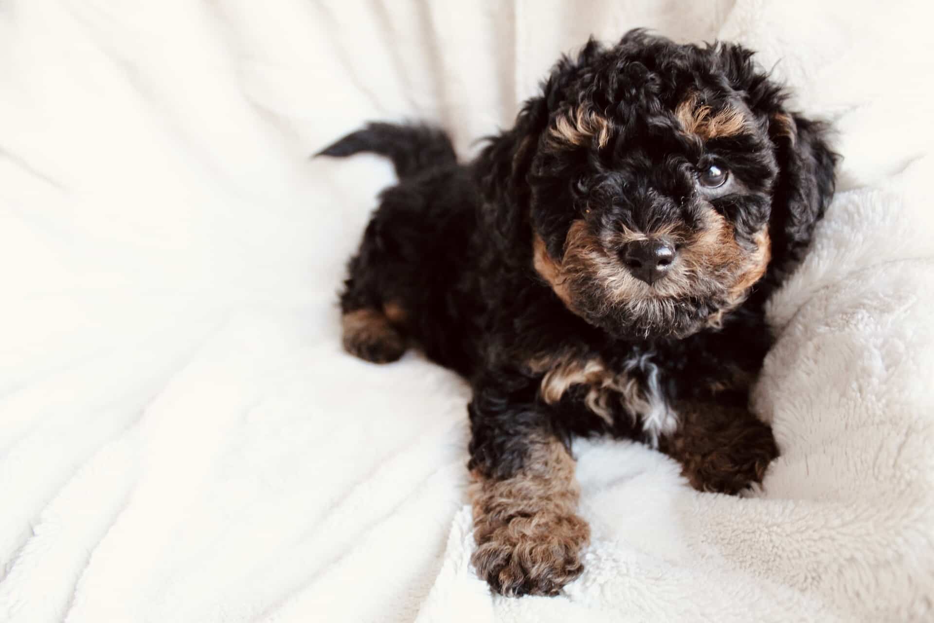 Havapoos - Lady Paws Puppies