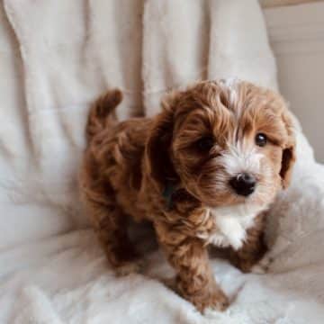 Havapoos - Lady Paws Puppies