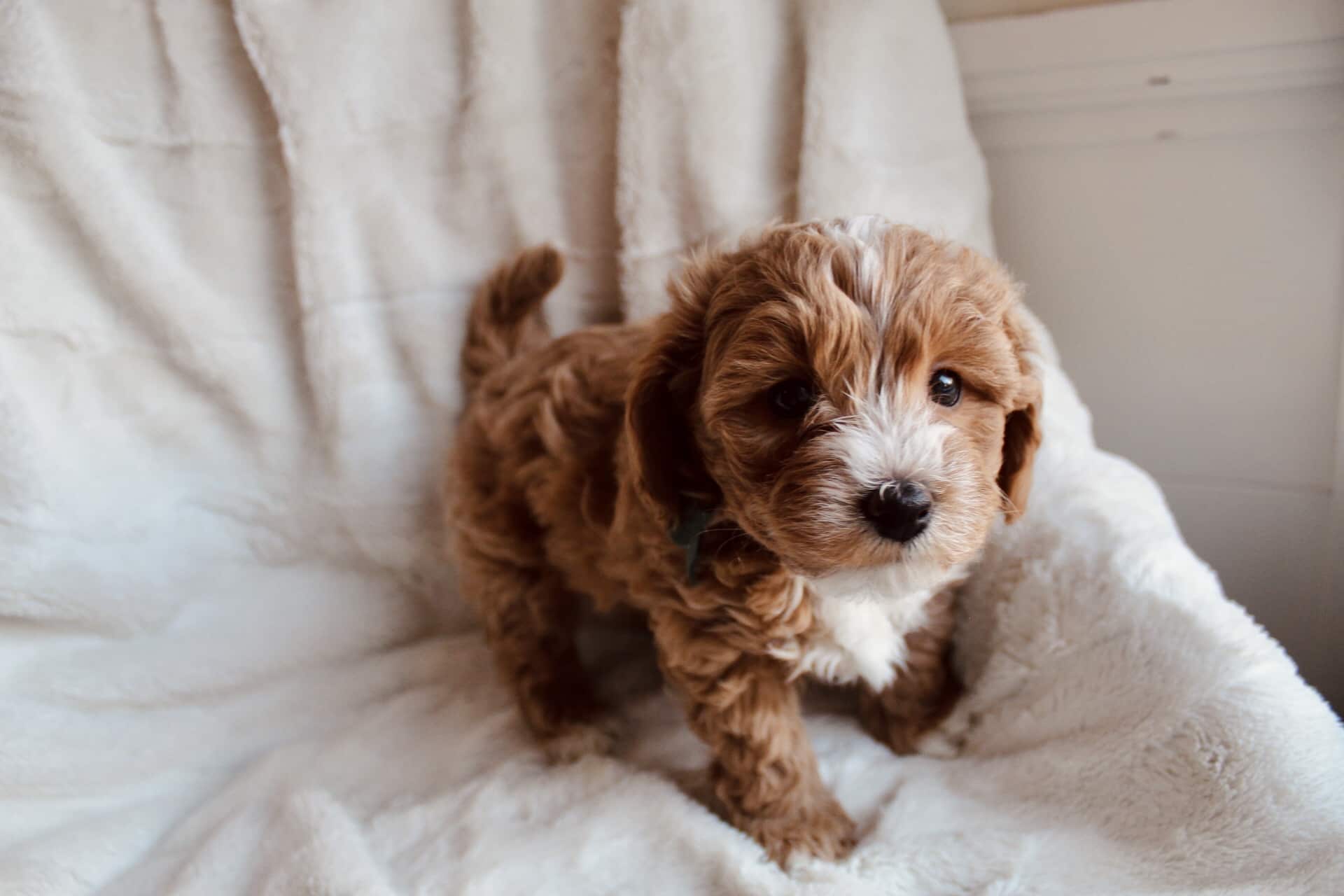 Havapoos - Lady Paws