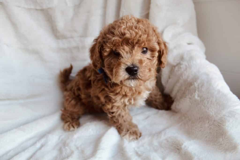 Havapoos - Lady Paws