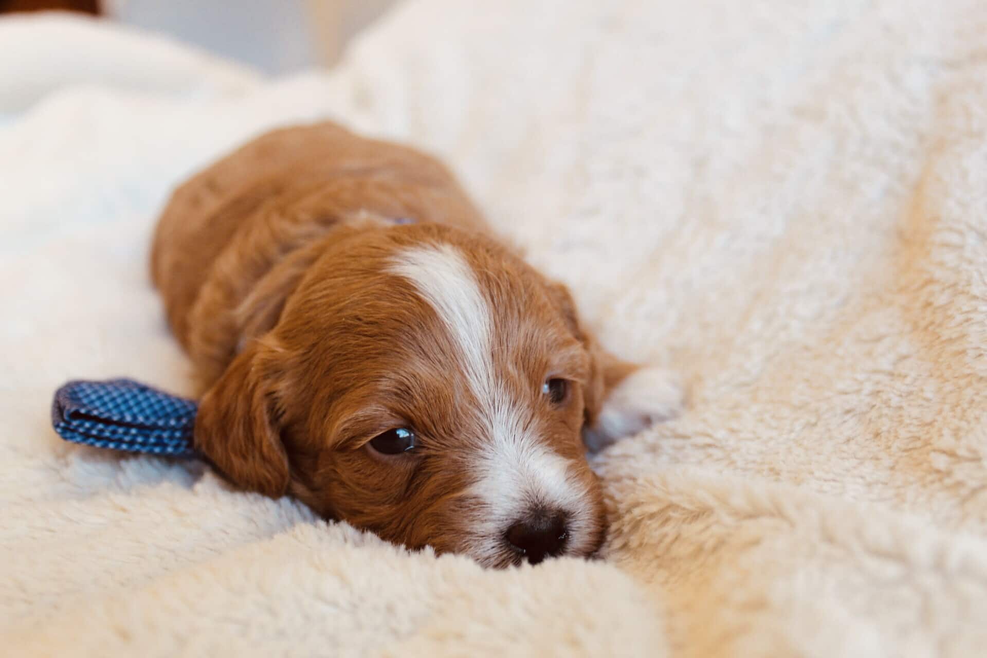 Havapoos - Lady Paws Puppies