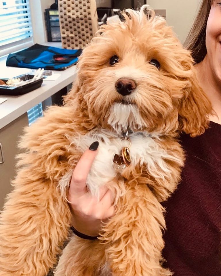 Havapoos - Lady Paws Puppies