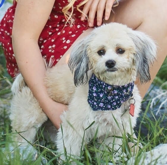 Havapoos - Lady Paws Puppies