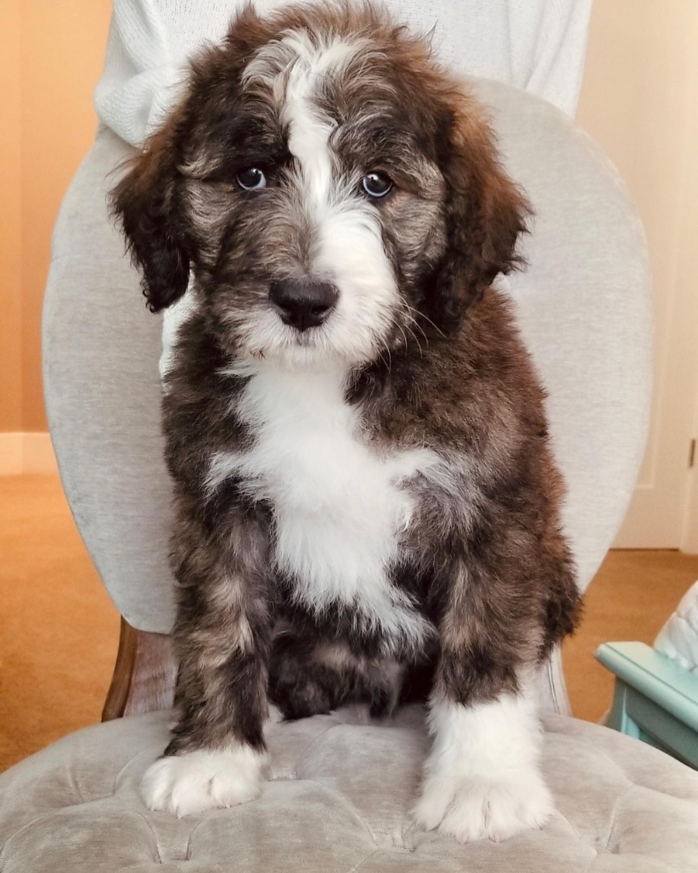 Bernedoodles - Lady Paws Puppies