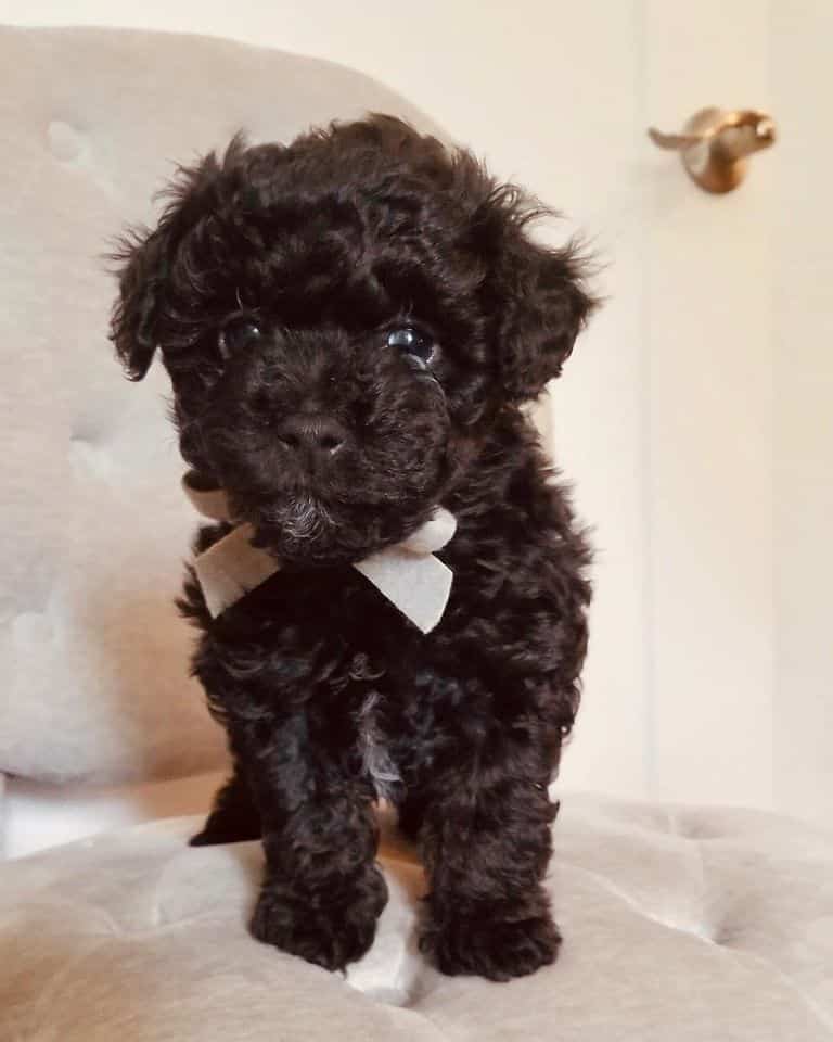 Havapoos - Lady Paws Puppies