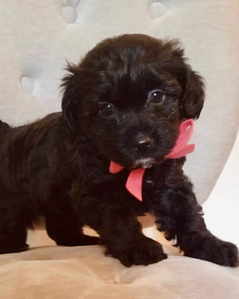 Havapoos - Lady Paws