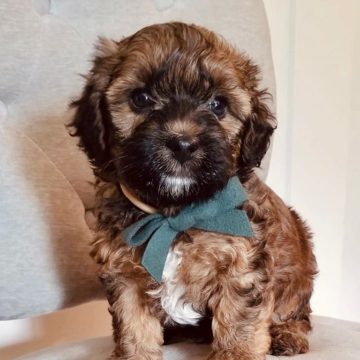 Havapoos - Lady Paws Puppies