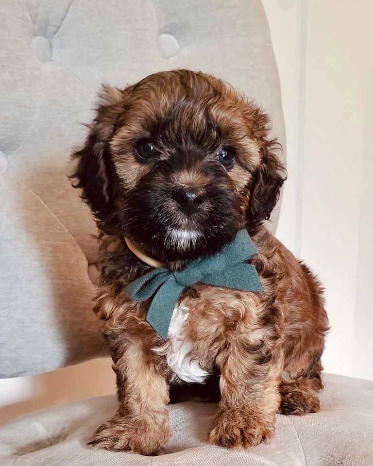 Havapoos - Lady Paws