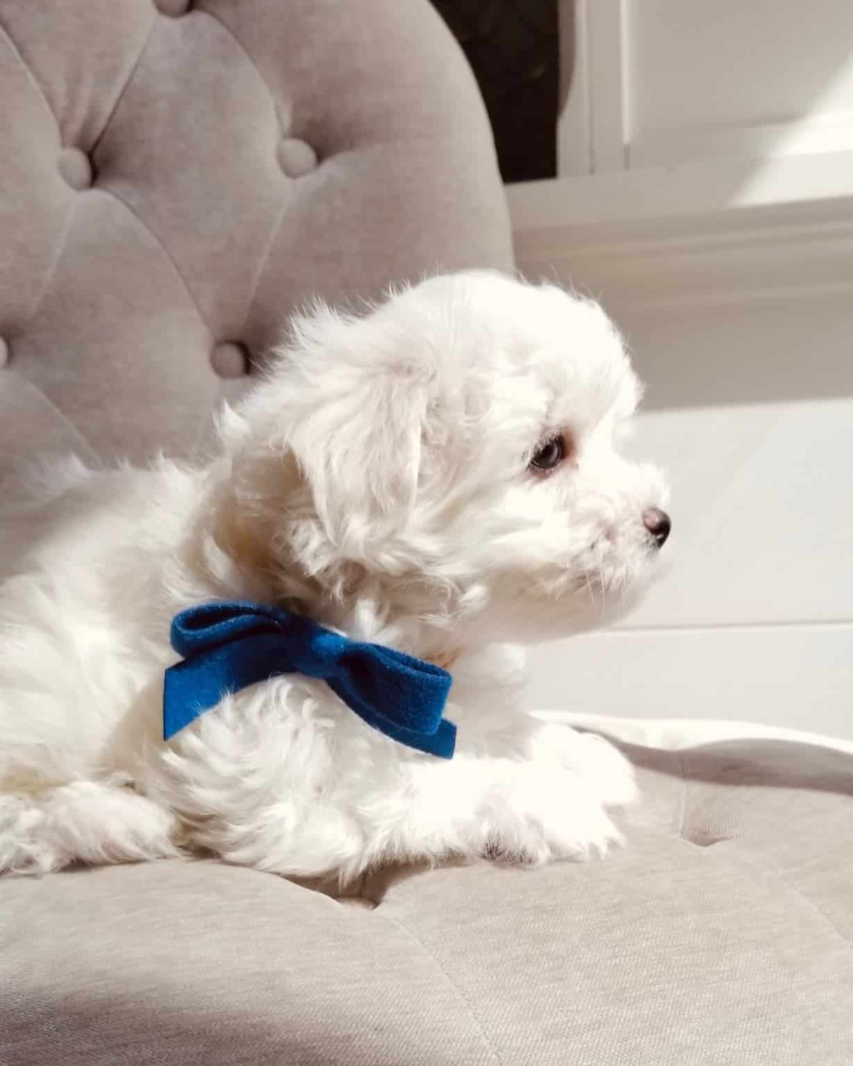 Havapoos - Lady Paws Puppies