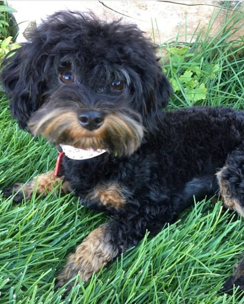 Havapoos - Lady Paws Puppies