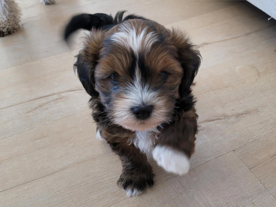 Are Havapoos Hypoallergenic? Discover the Truth About Allergies