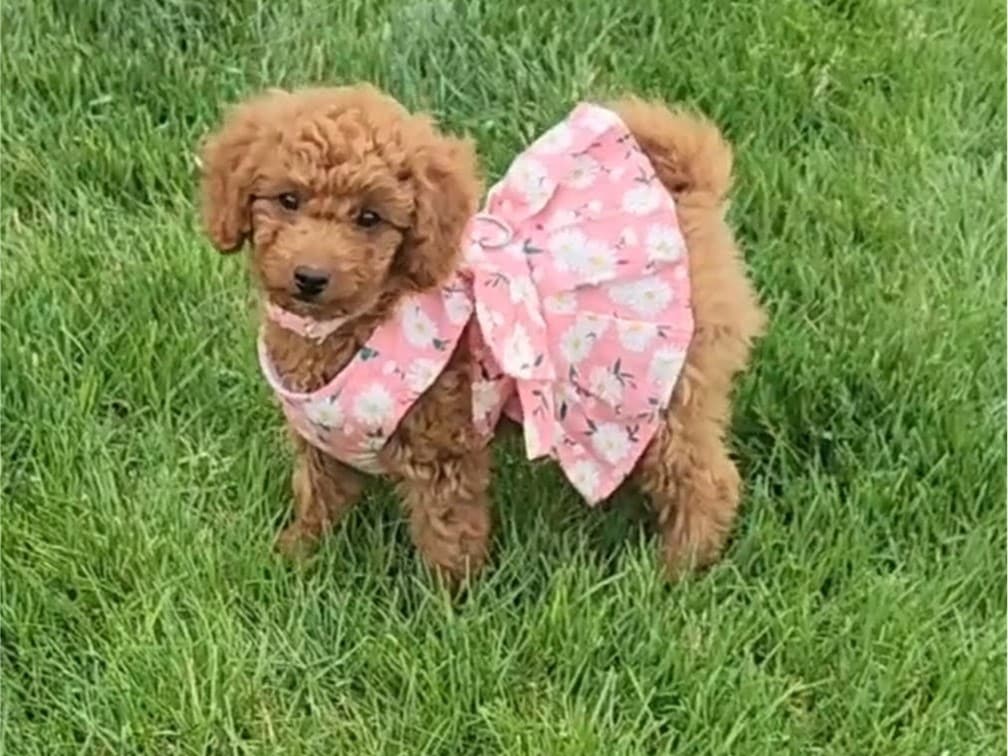 Are Havapoos Easy to Train? Discover Tips for Successful Training