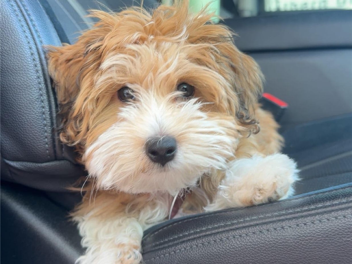 Are Havapoos Suitable for First-Time Dog Owners? Discover the Ideal ...