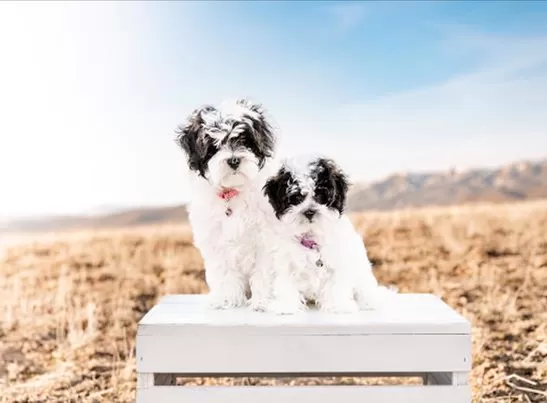Puppies for Sale Bountiful, Utah - Cute, Fun, Adorable Furballs