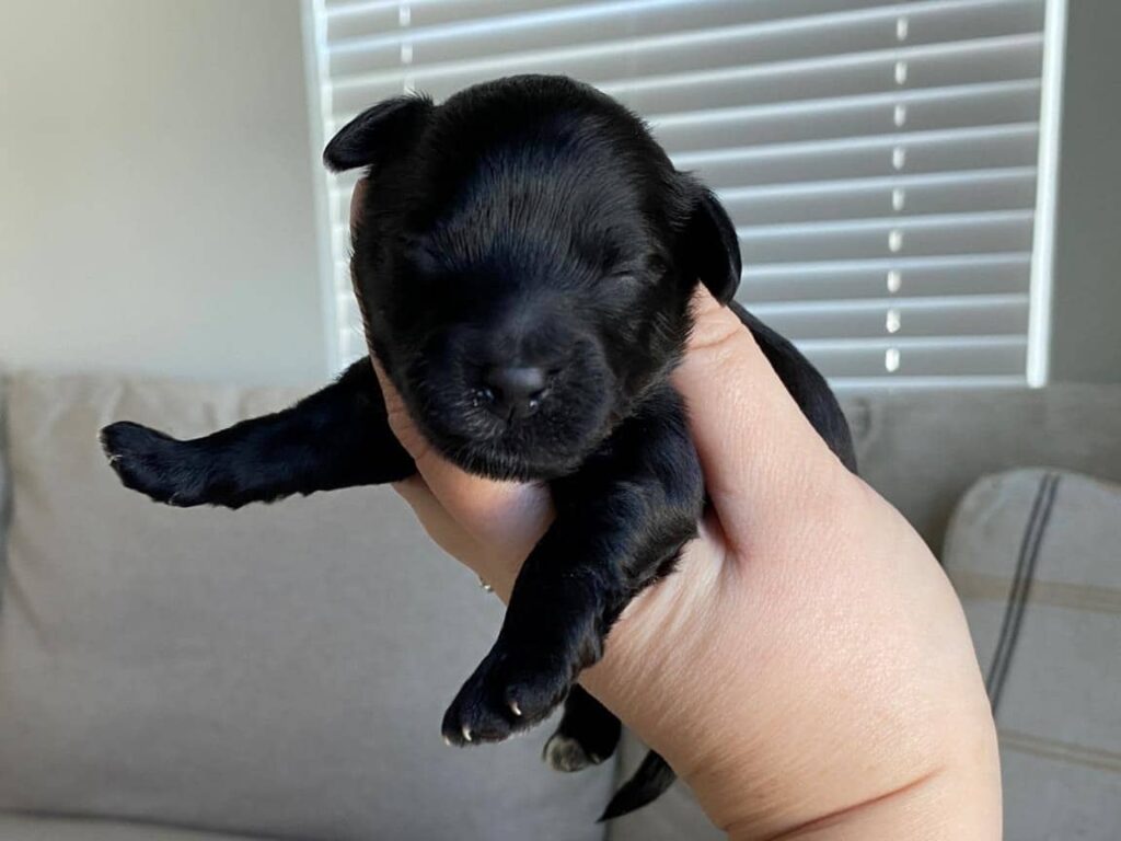 What Is a Havapoo? Discover the Adorable Havanese-Poodle Mix