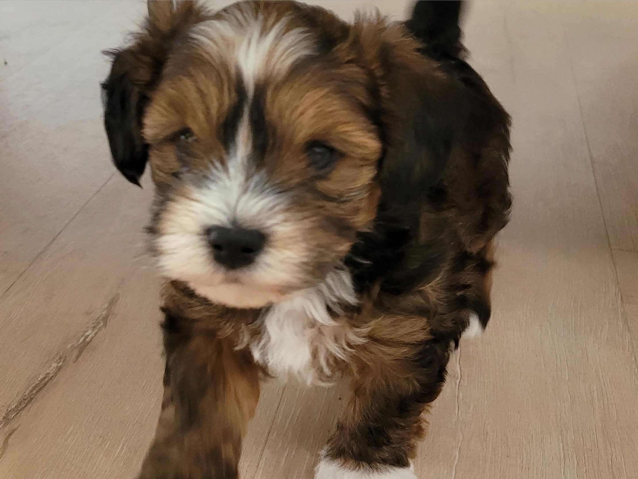 What Is the Average Lifespan of a Havapoo? Discover Lifespan Factors