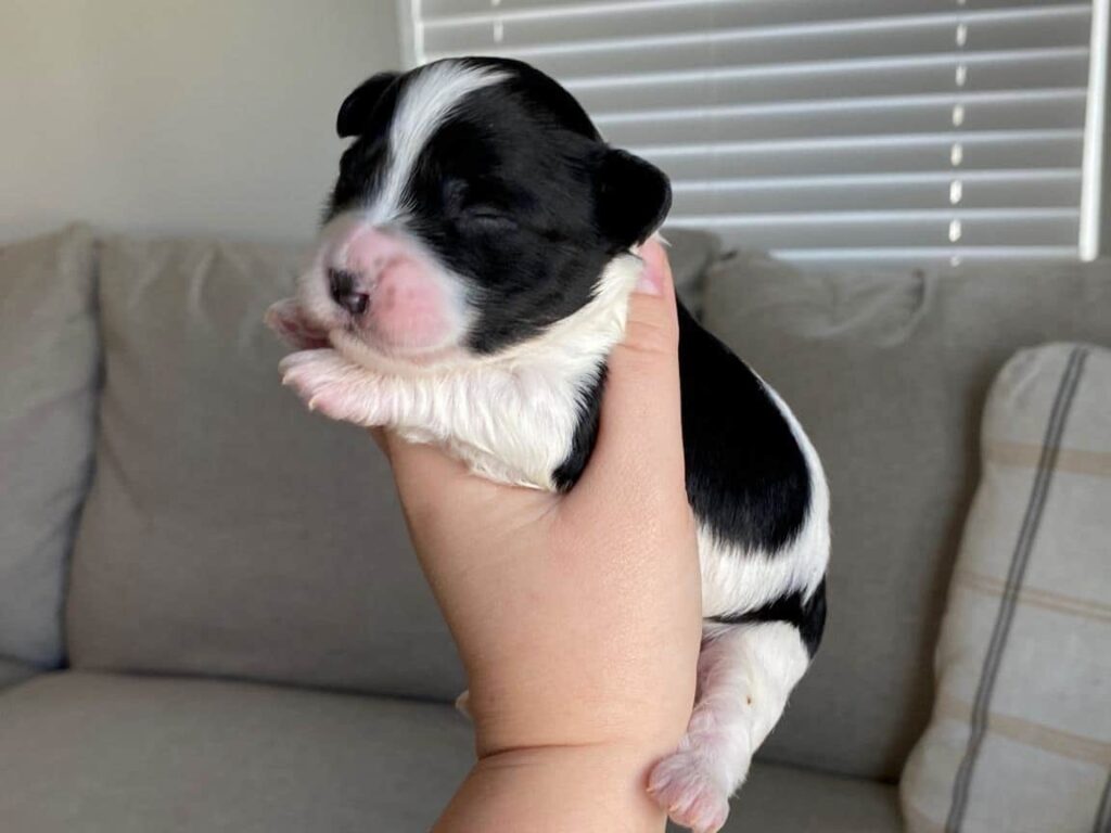 What Is a Havapoo? Discover the Adorable Havanese-Poodle Mix