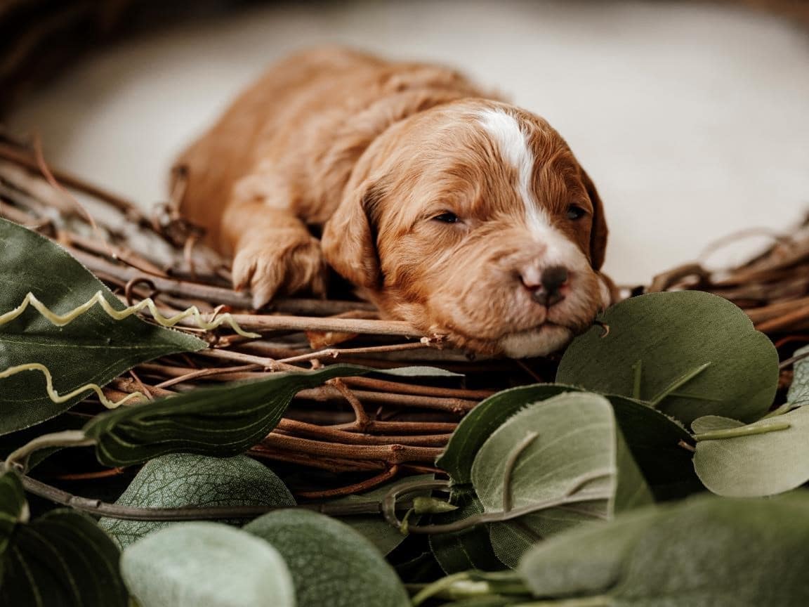 How Much Do Cavapoos Shed?