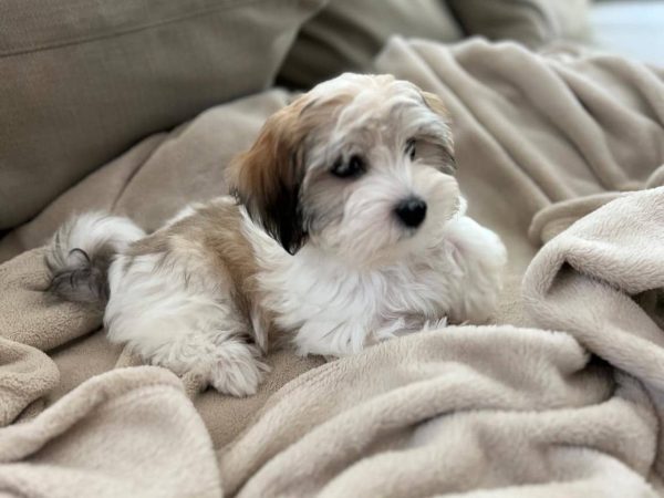 What Is a Havapoo? Discover the Adorable Havanese-Poodle Mix